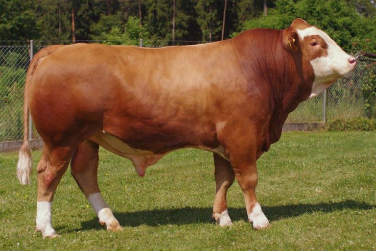 Fleckvieh Simmental herd sires with greater diversity in bloodlines